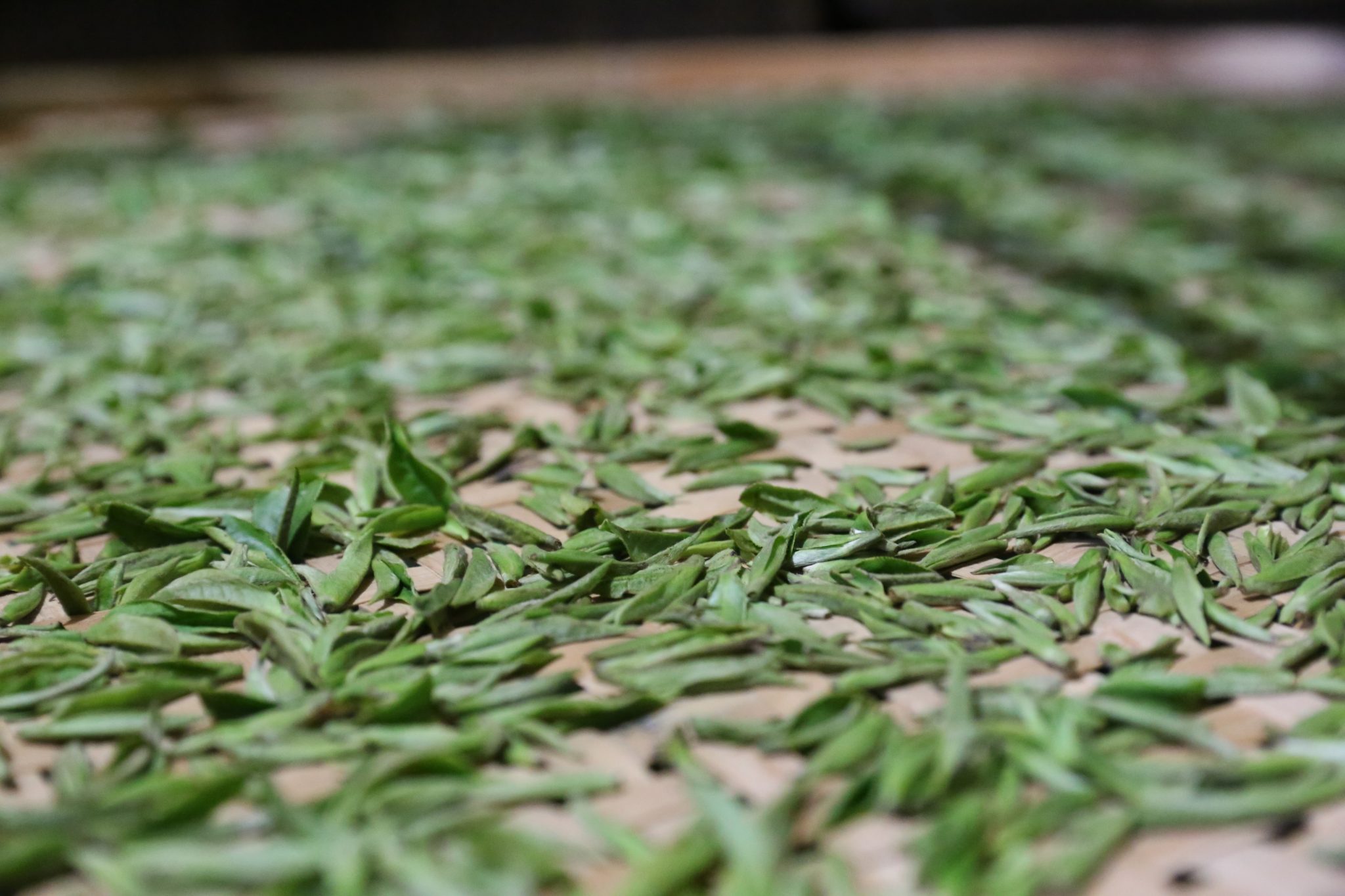 About Us - Firsd Tea