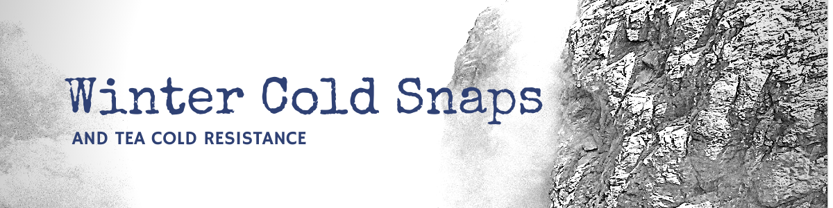 Winter Cold Snaps, and Tea Cold Resistance - Firsd Tea