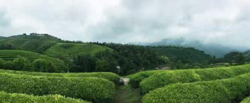 Tea 2025: What To Watch - Firsd Tea